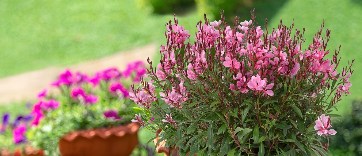 gaura grace compact banner0.jpg